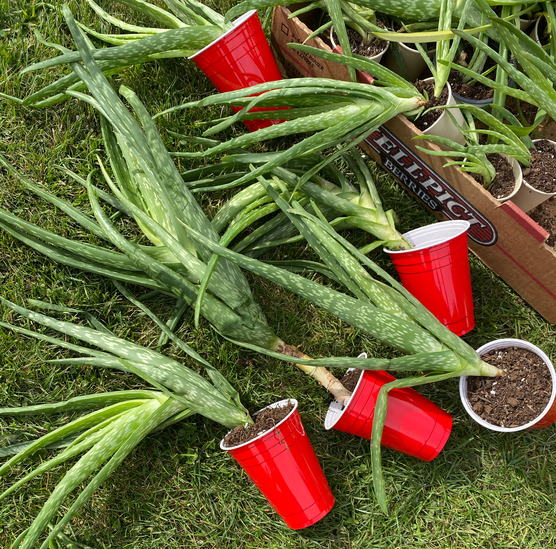 The Art of Plant Swapping - GardenKitchener